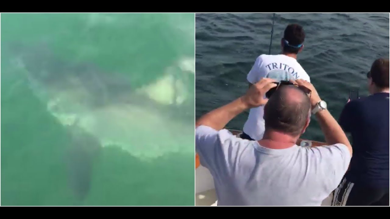 Cape fisherman films great white shark munching his catch - YouTube