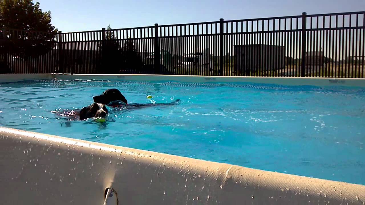 Charlie outside pool - YouTube
