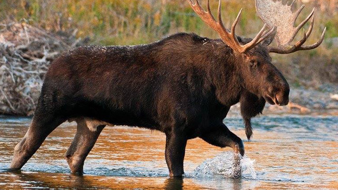 DNR Says Minnesota Moose Population Has Remained Relatively Stable ...