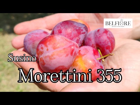 Susini precoci cino-giapponesi: Morettini 355