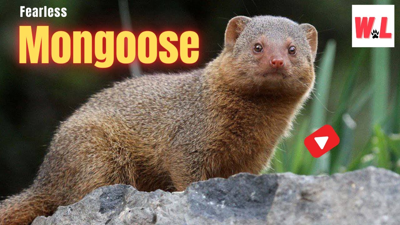 Wonderful Mongoose: 10 Captivating Facts You Need To Watch - YouTube