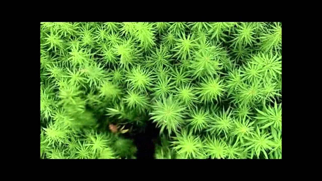 Power Skunk High is? Hey hey hey - YouTube
