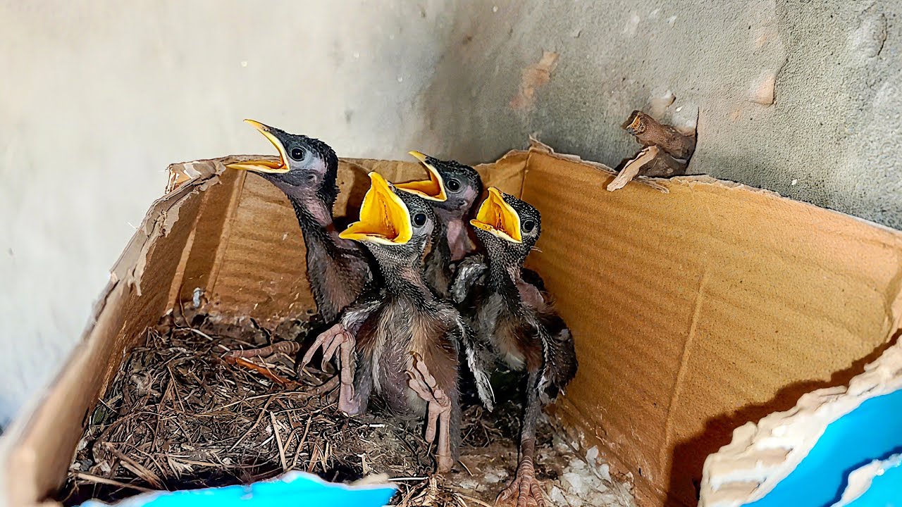 Myna bird so cute babies - YouTube