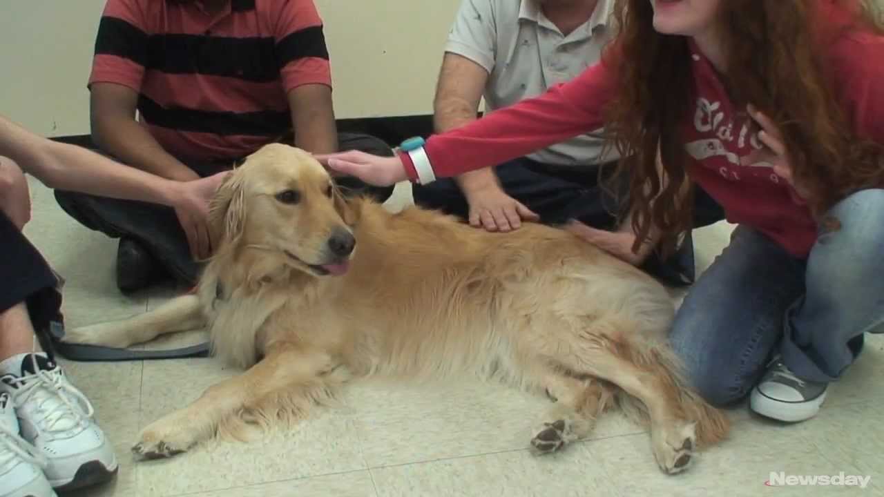 Dog helps autistic students - YouTube