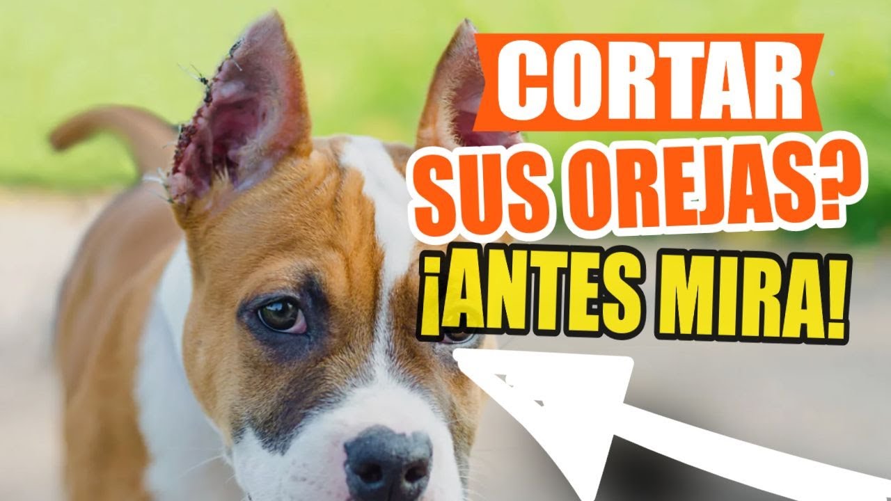 ¿QUÉ es el CORTE DE OREJAS en los PERROS?🐶 - YouTube