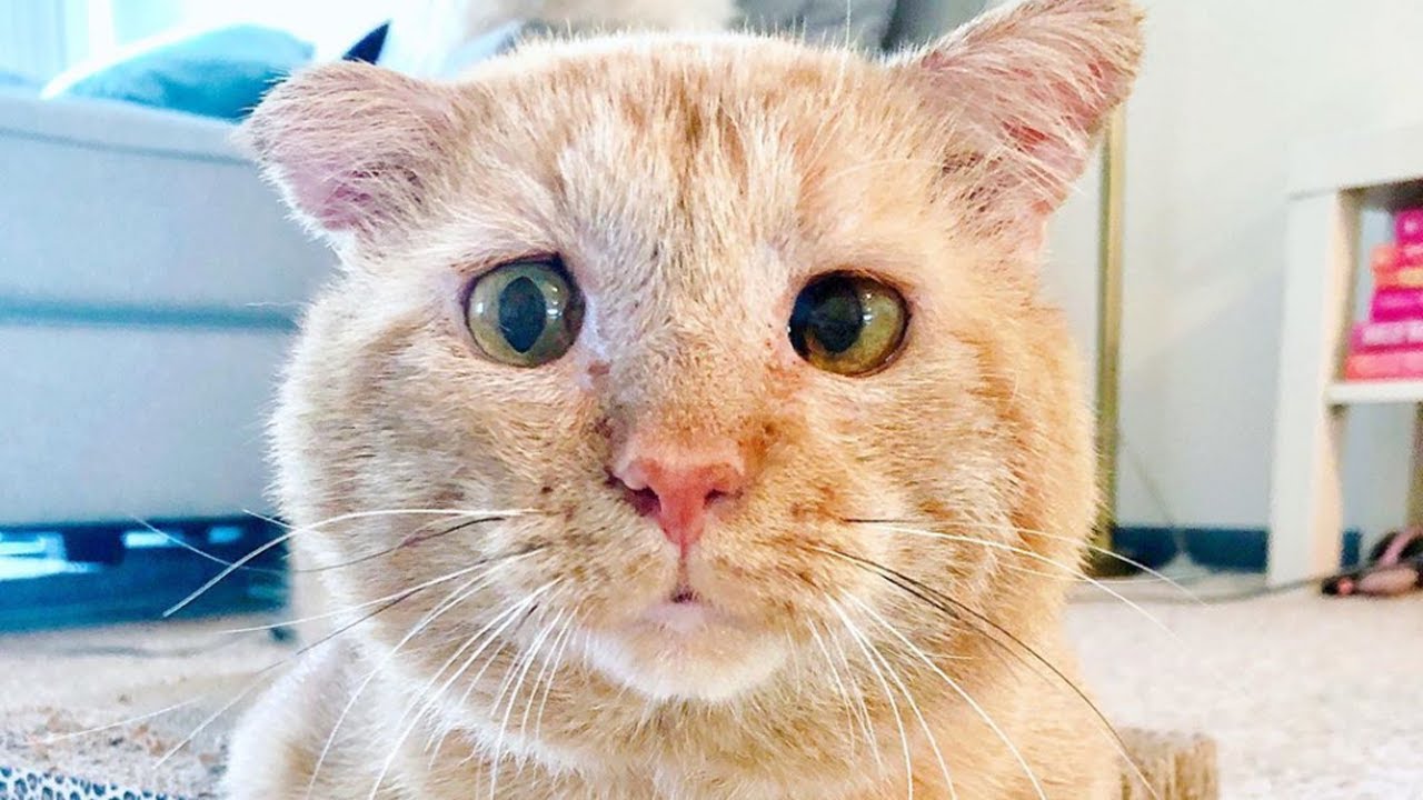 Meet Bruce, The Sweet Cat With FIV Who Found A Loving Home After ...