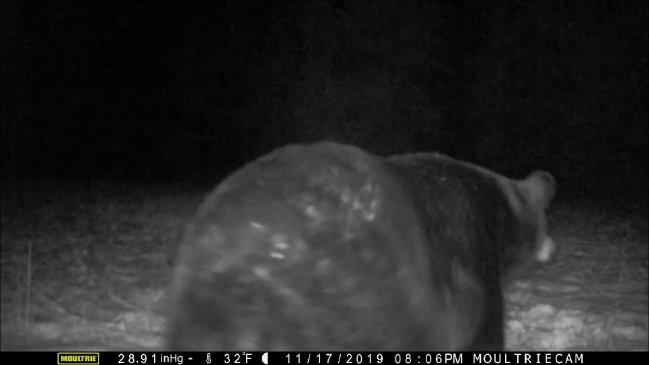 Bear chasing Deer - YouTube