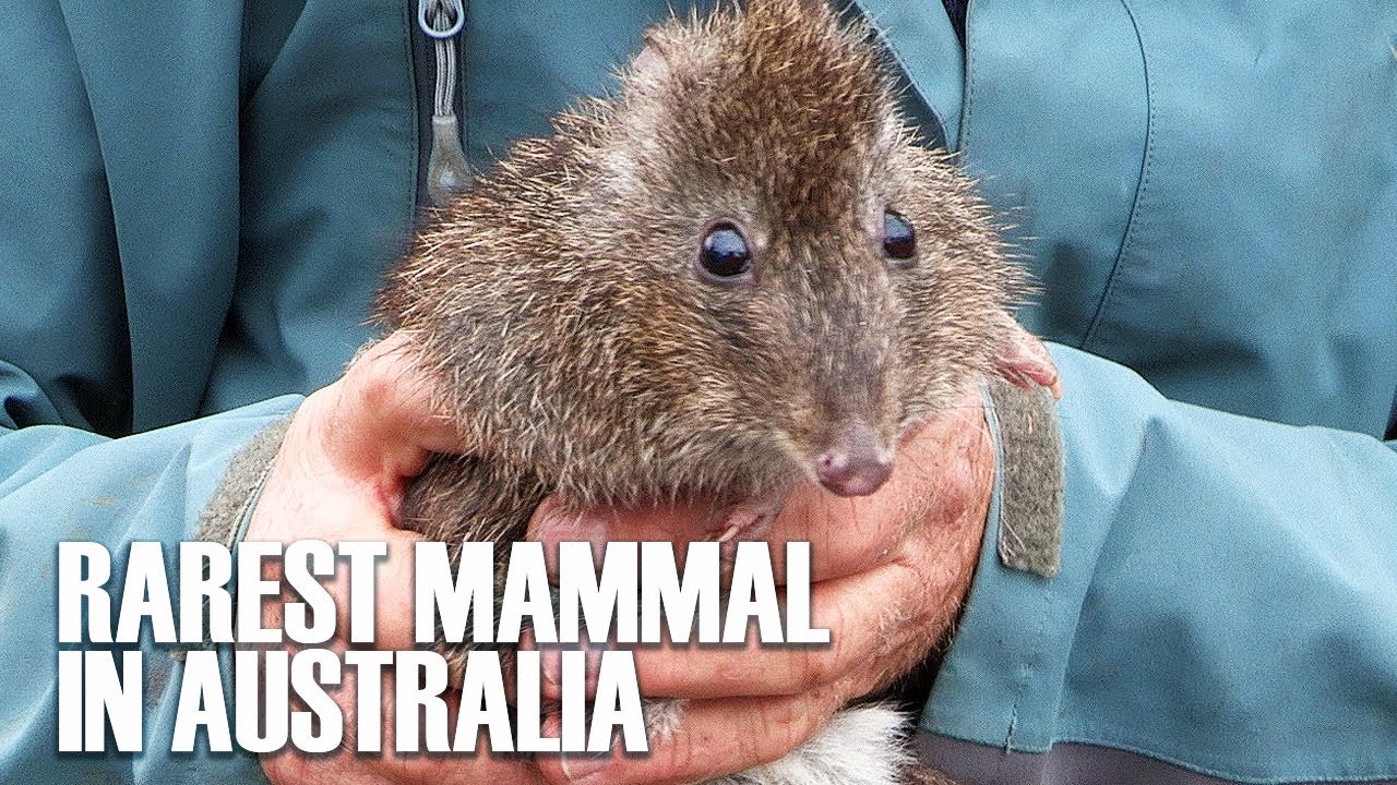 Help the Gilbert's Potoroo Action Group save Australia's rarest mammal ...