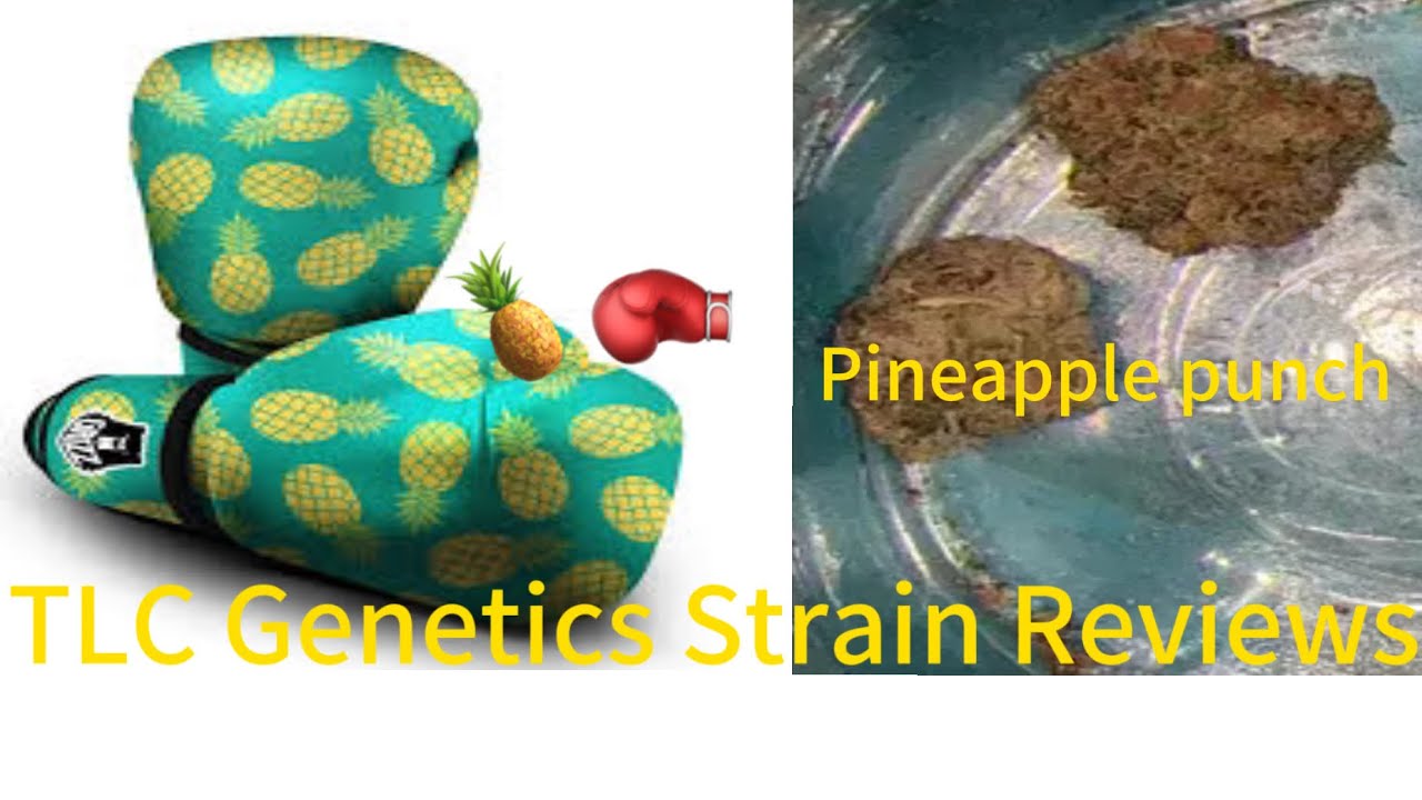 The TLC Genetic Show : Pineapple Punch (Strain Review) - YouTube