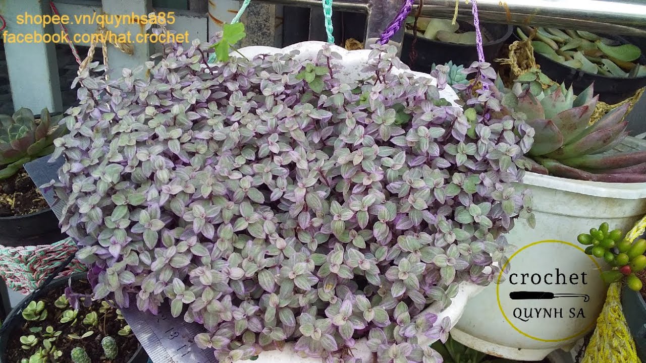 How to plant Succulents 🌵 pink lady 🌵Hướng dẫn trồng cây sen đá pink ...