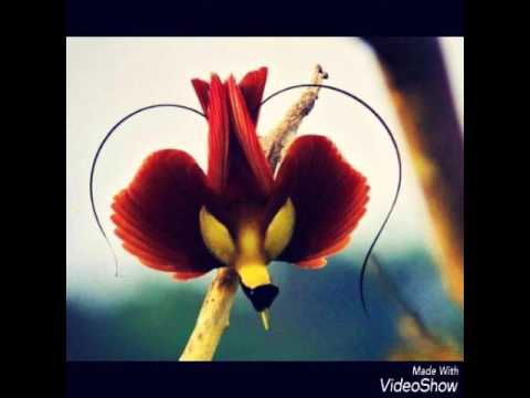 Ramiq Arda quşlardakı gözəlliyə bax