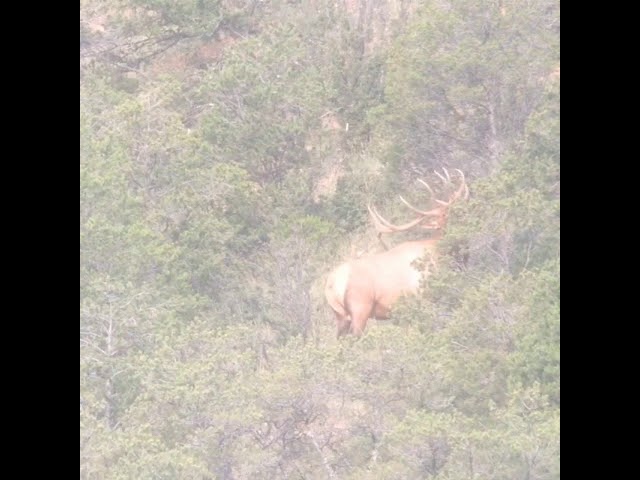 Videos – TG’s Trophy Hunts