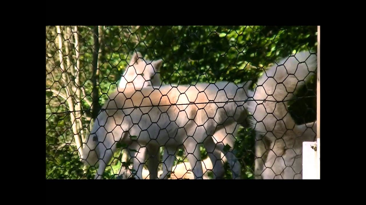 Wolf Park Werner Freund, Merzig, Germany - YouTube