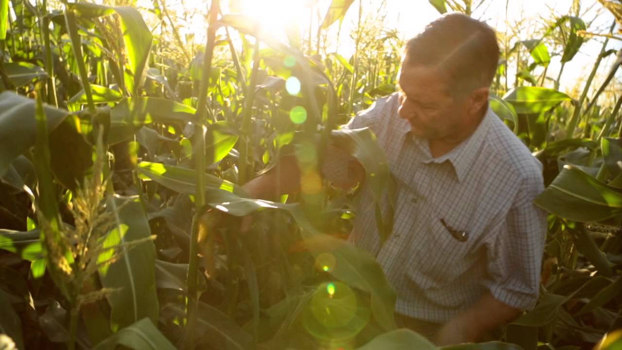 Brentwood Corn Web Video - YouTube