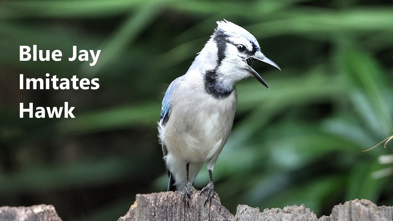 Blue Jay Imitates Hawk Calling - YouTube