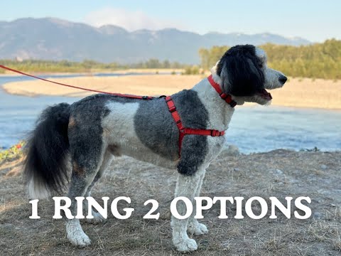 1 Leash Ring 2 Options (Dream Walk Pro) - YouTube
