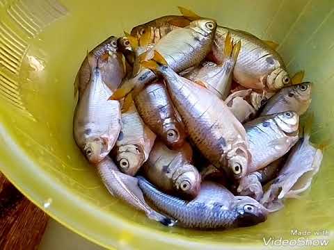 com fazer lambari frito 🐟🌾 - YouTube