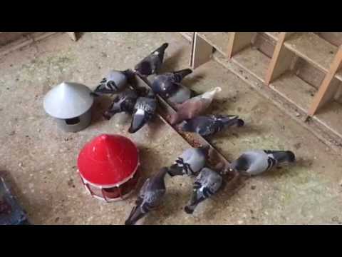 Long distance pigeons race preparation part 2 - YouTube