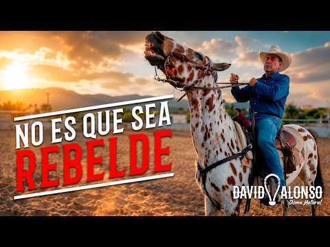 ¿Por qué tu caballo cabecea? Esta suele ser la razón