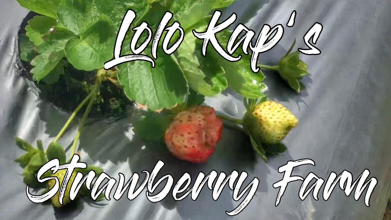 Lolo Kap’s Strawberry Farm - YouTube