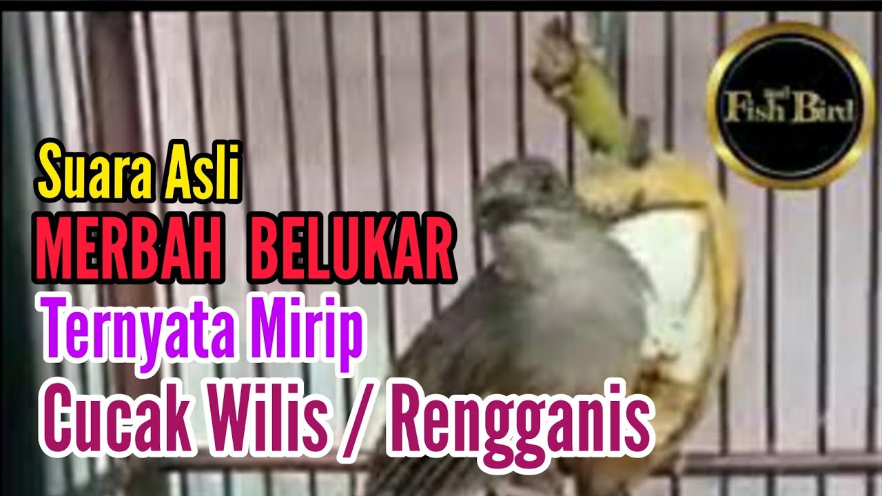merbah belukar gacor | merbah mata merah | นกปรอดสีไพลใหญ่ |Olive ...