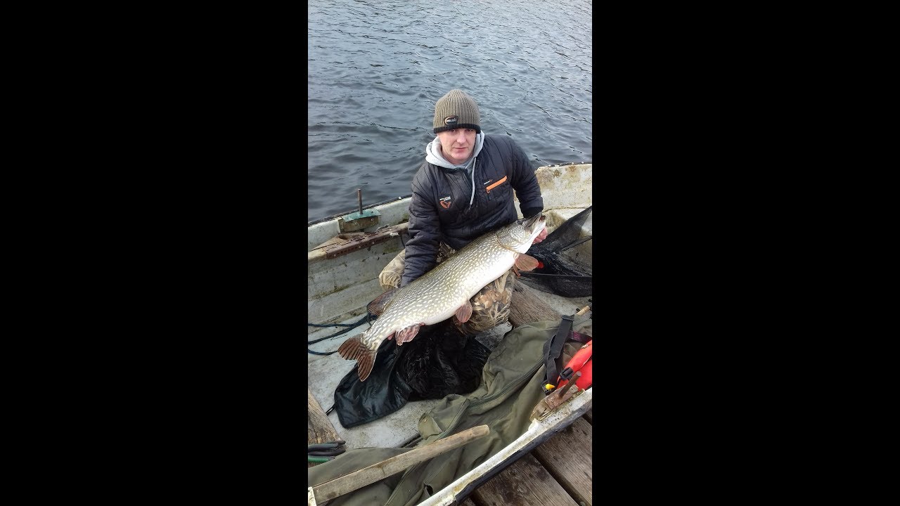 Oaks 30lb pike (13.665 kg) #northernpike #monstergädda #monstersnoek # ...