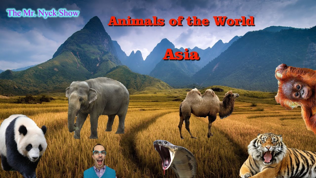 Animals of the World | Asia | Educational Videos for Kids - YouTube