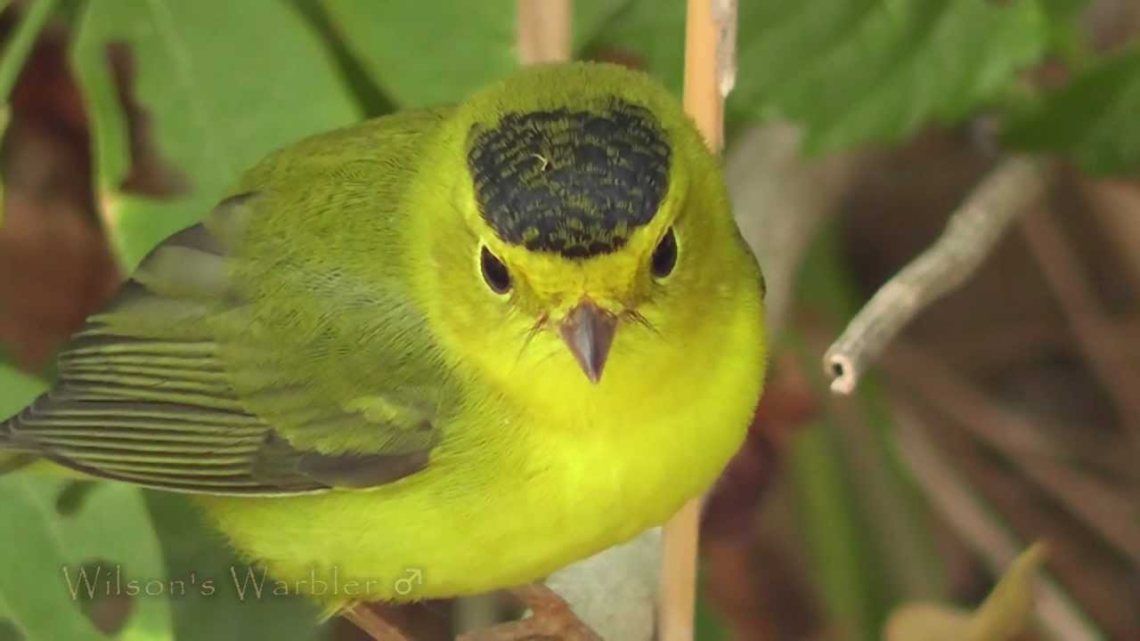 Warblers of Texas - YouTube