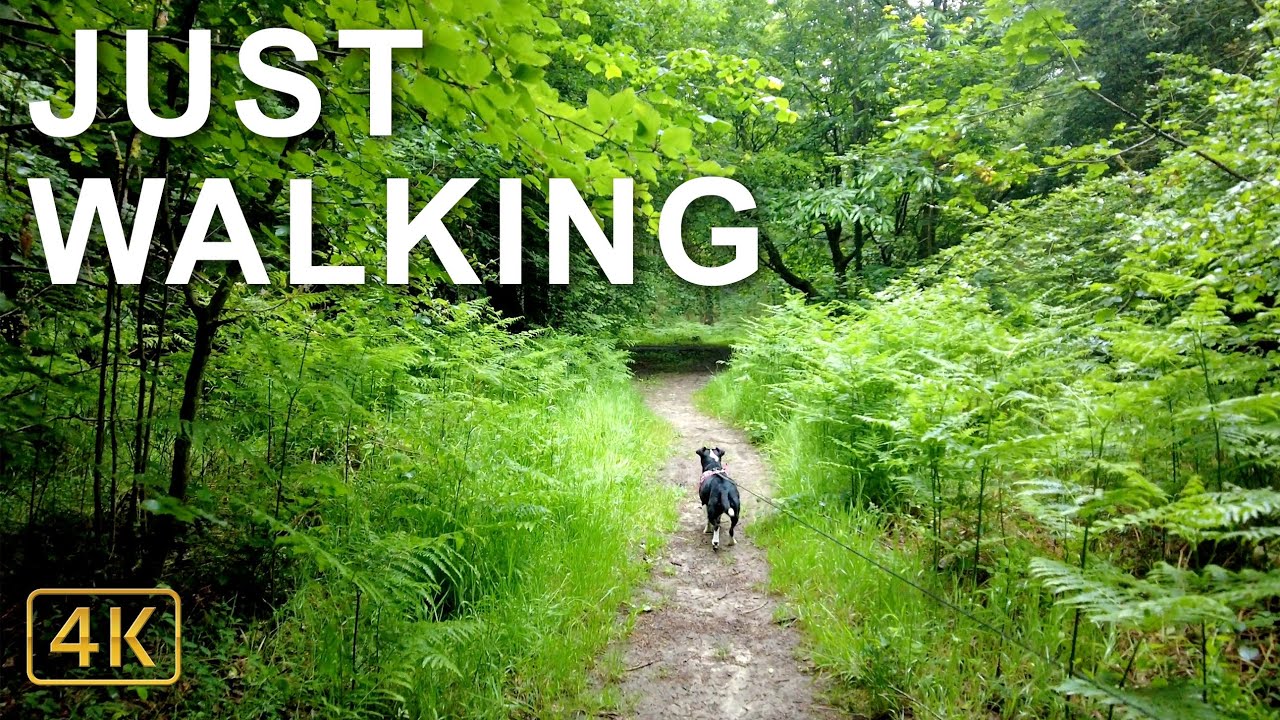A Dog Walk In Longleat Forest | England in 4K - YouTube