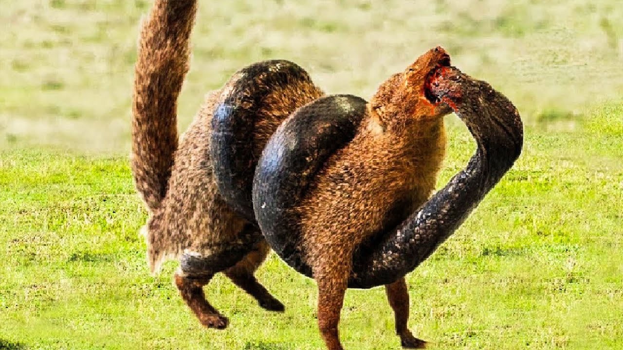 When Snakes Mess With The Wrong Opponents / Snake Attacks Caught on ...