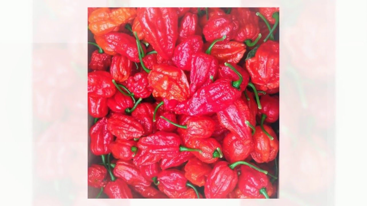 Chilli Seed Bank - Hot Chillies Sydney - YouTube
