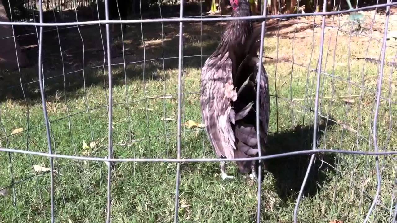 Blue Hennie brood cock - YouTube
