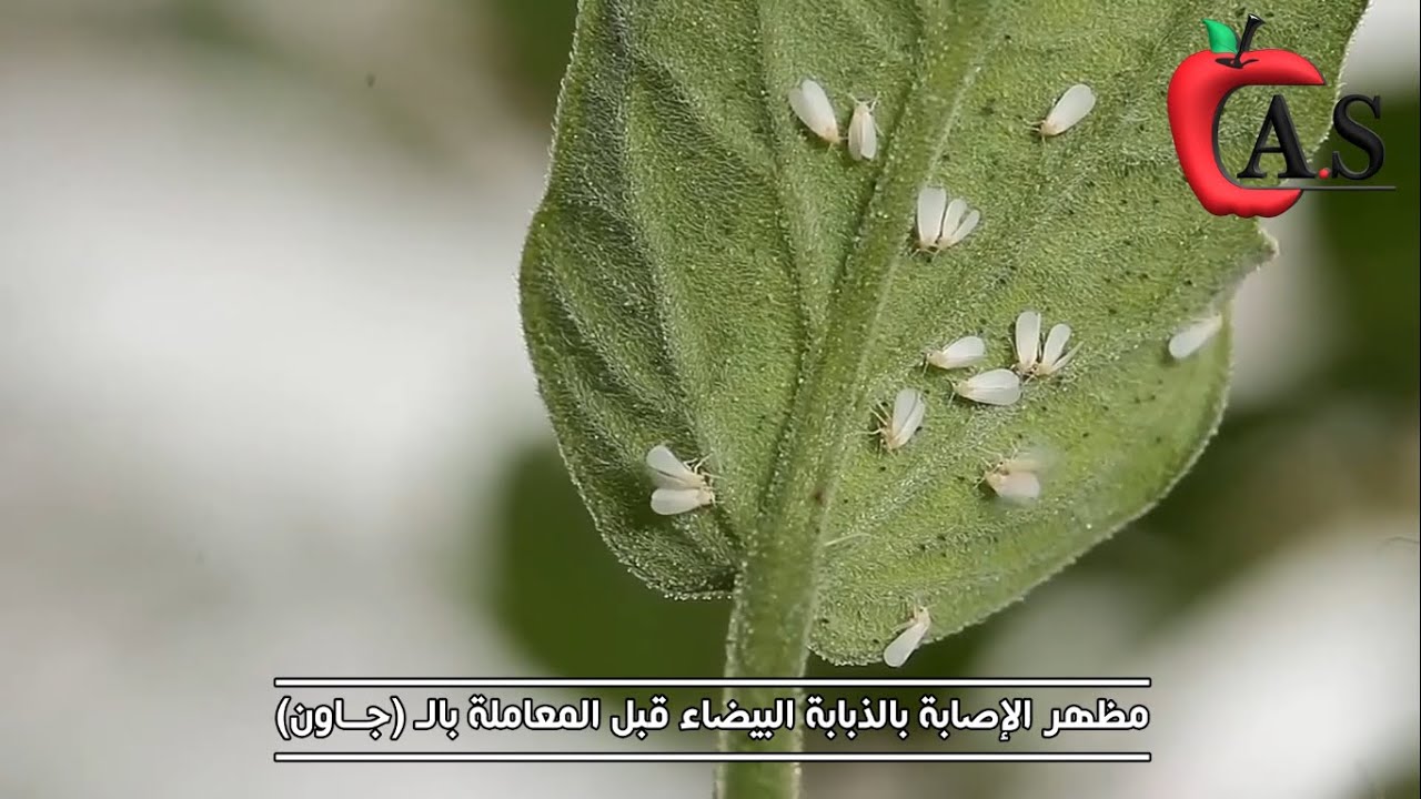 حشرة الذبابة البيضاء على محصول الطماطم وطرق الوقاية والعلاج Youtube