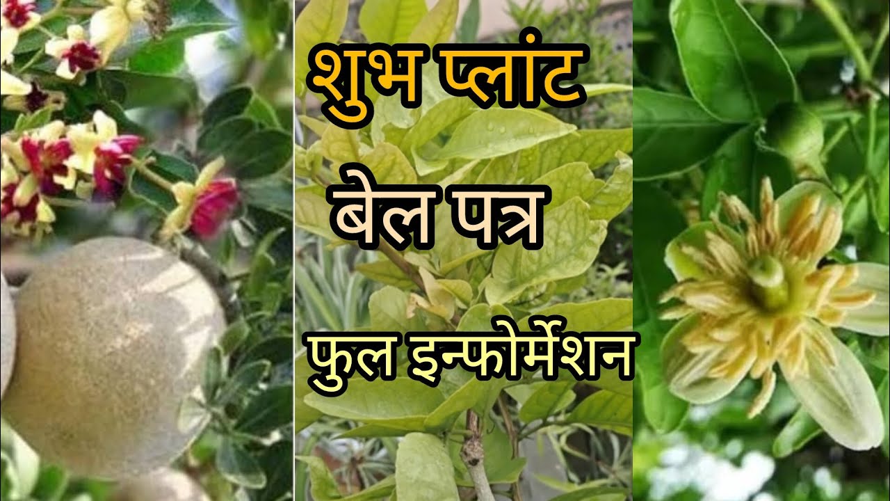 Bel Patr Plant Complete Care / full information/ Wood Apple /Aegel ...