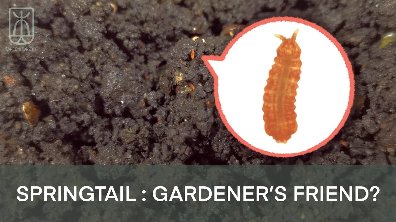 Springtail Under Microscope - YouTube