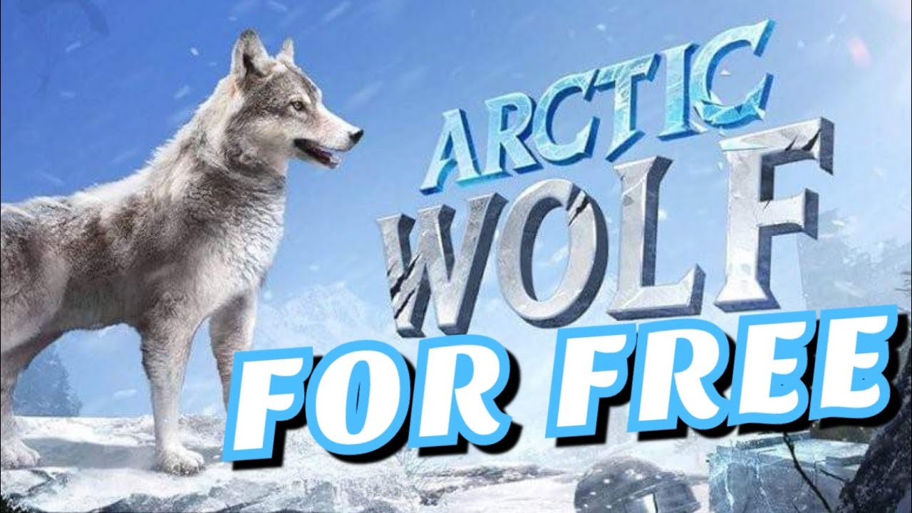 ⚡LF⚡How to get ARCTIC WOLF for FREE!抽不中迅猛霜狼寵物如何免費獲得！PUBG MOBILE|絕地求生M ...