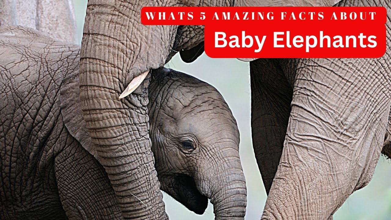 5 Amazing Facts About Baby Elephants You Need to Know! - YouTube
