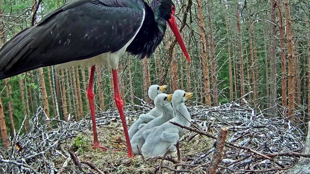 Must-toonekurg~Karl brings fish, Kati flew away~14:49 2019/05/27 - YouTube