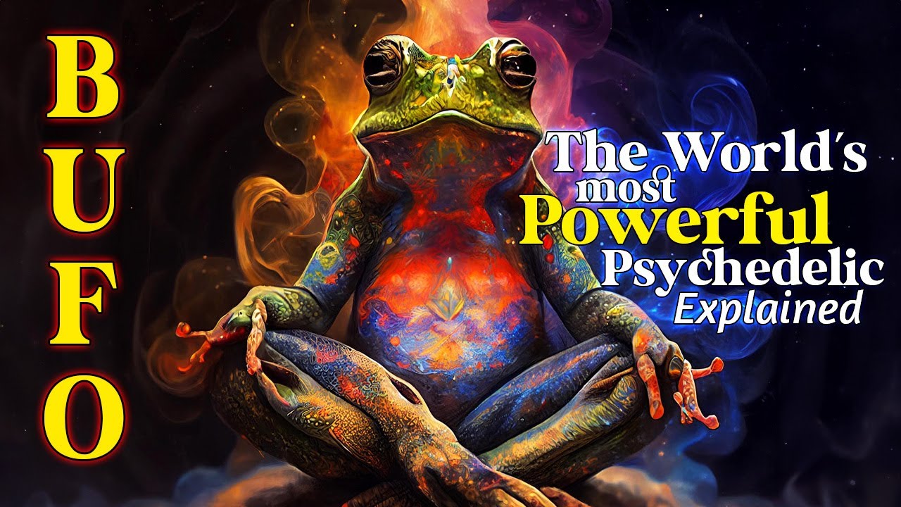 The Bufo Toad: Nature's Most Powerful Psychedelic (and best aphrodisiac ...