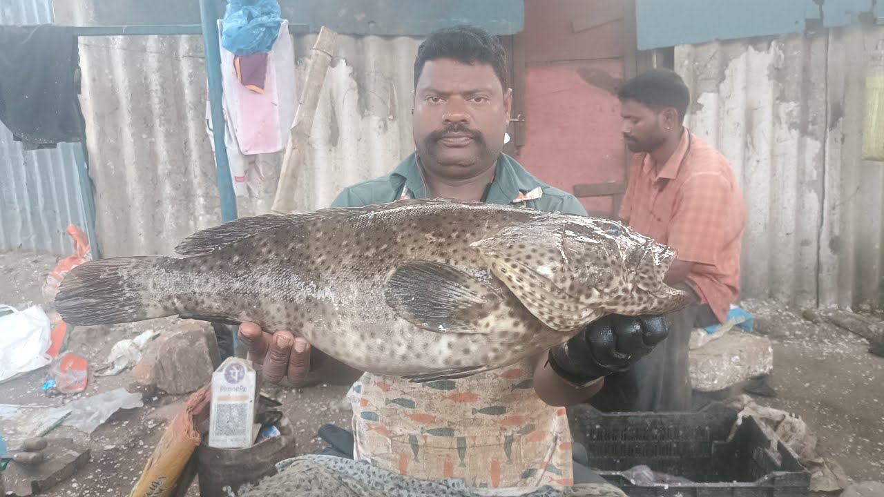 fish cutting Selvam kalavan fish cutting - YouTube