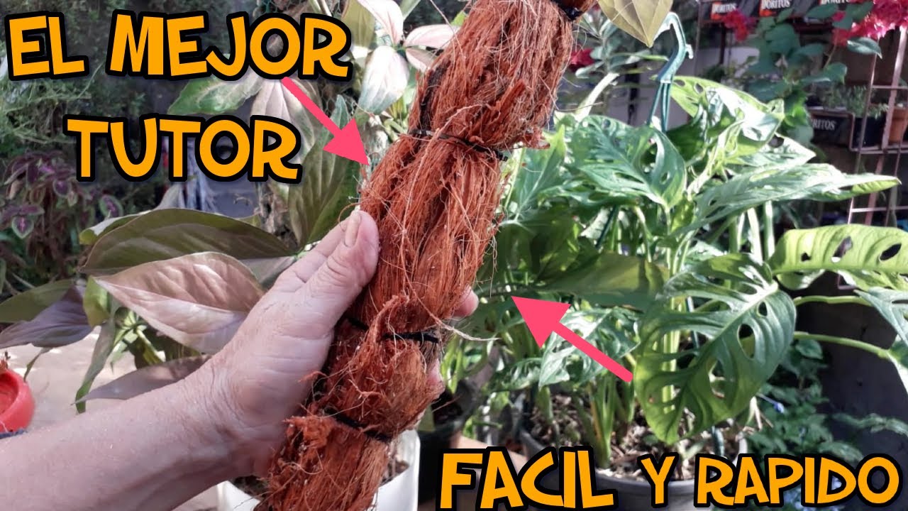 Así de facíl puedes hacer un tutor para tus plantas trepadoras// Agenda ...