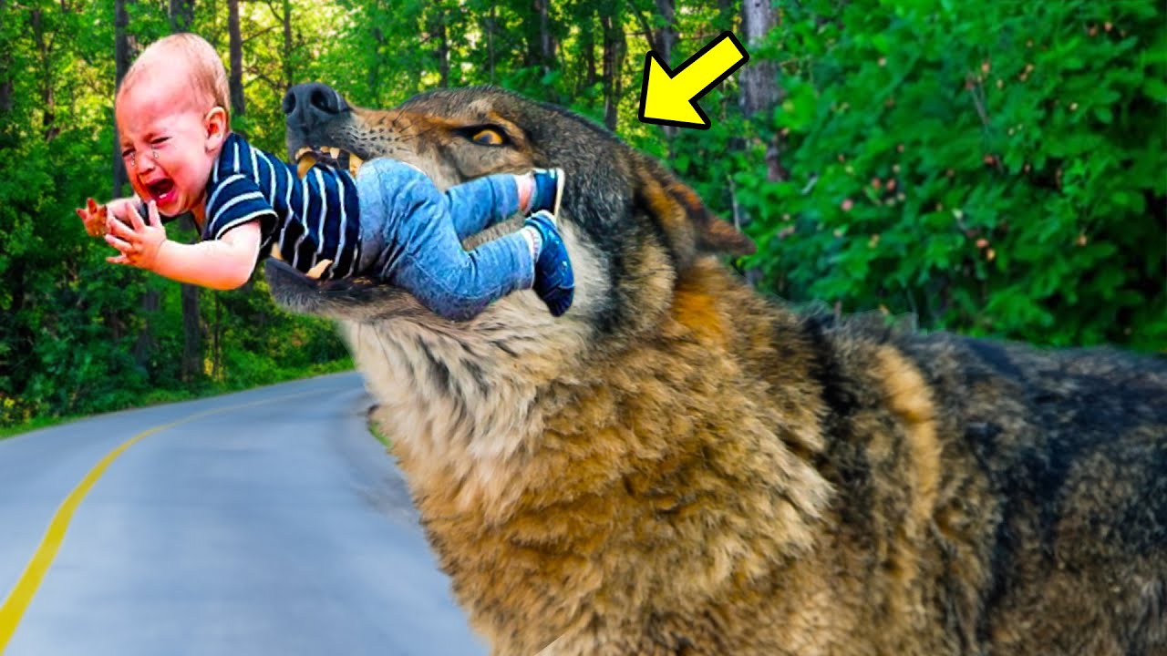 Wolf Carries Child Onto The Road, The Reason Is Unbelievable! - YouTube