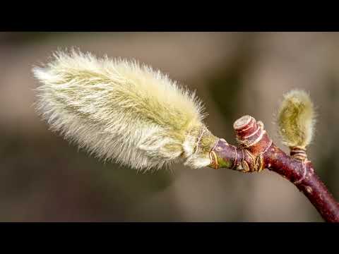 Numbers Chapter 6 - YouTube