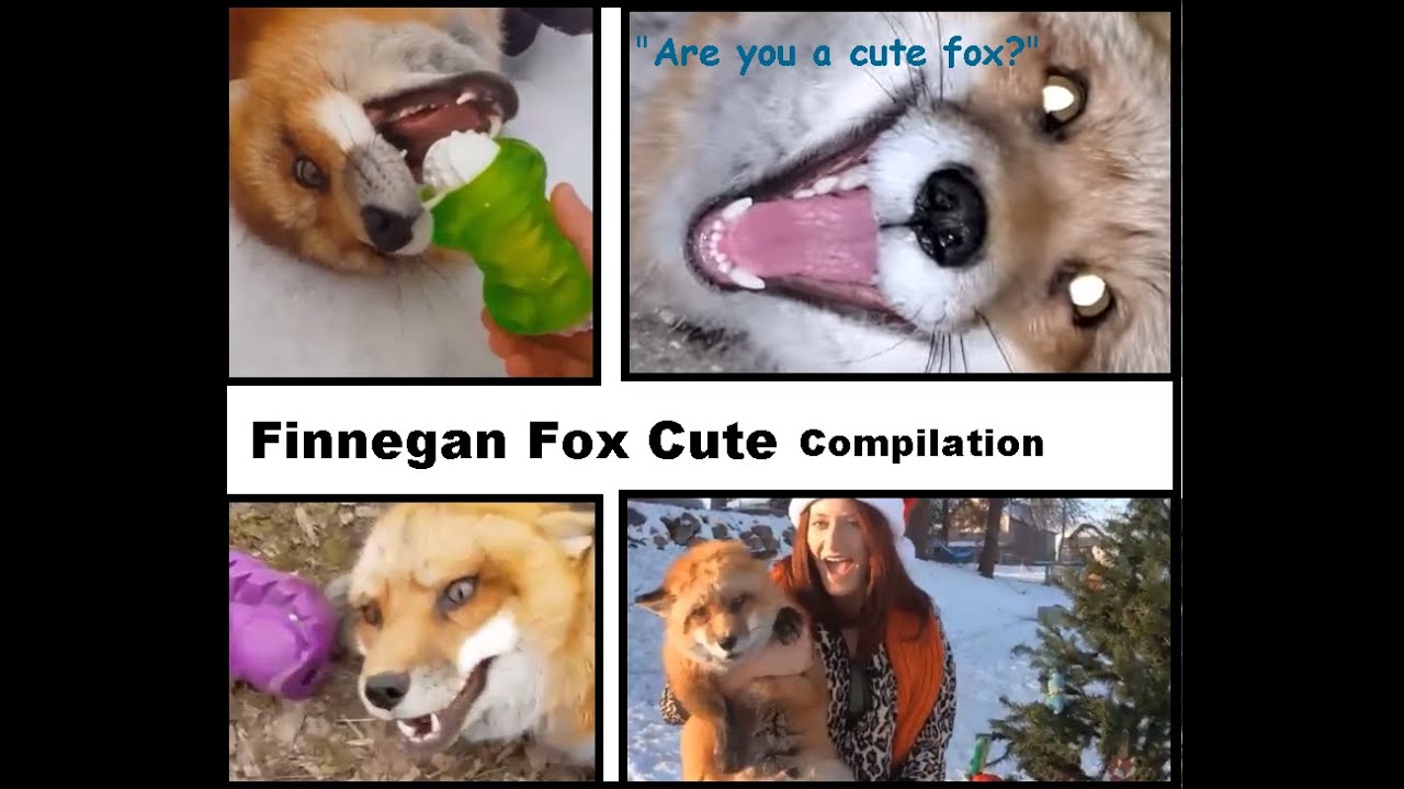 Finnegan Fox CUTE and FUNNY Compilation #1 - YouTube