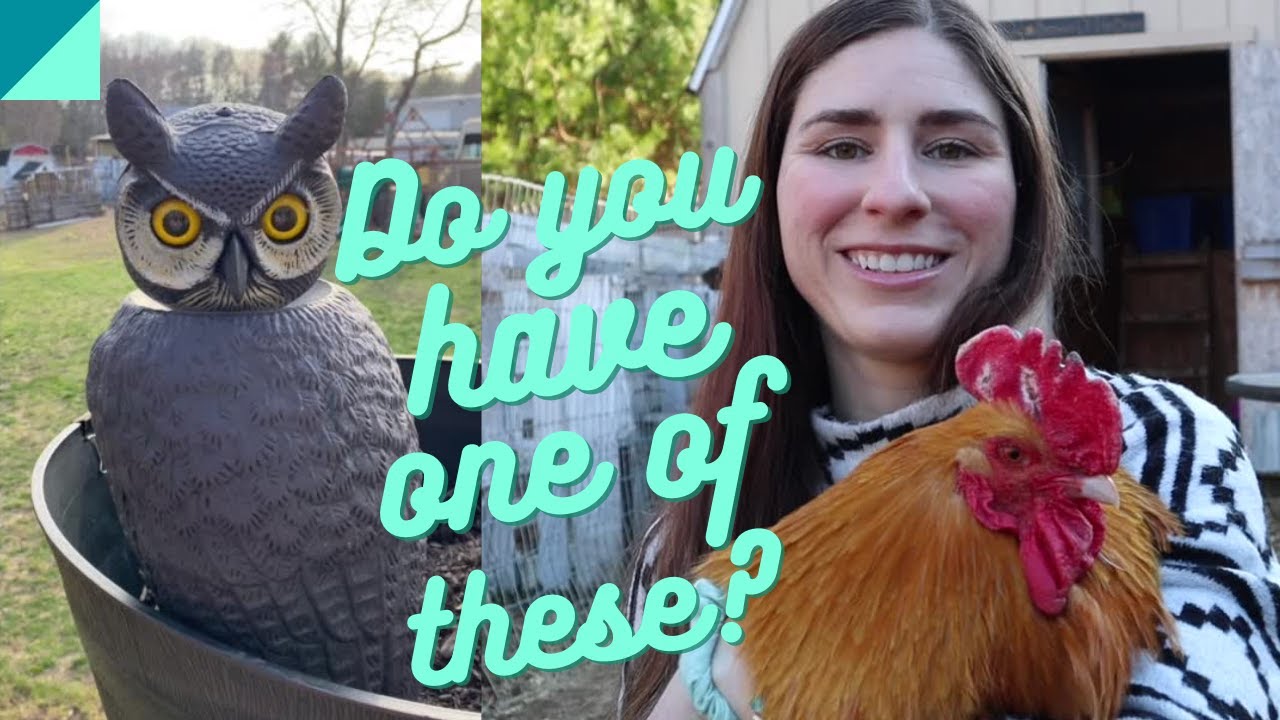 How to protect your flock from predators - YouTube