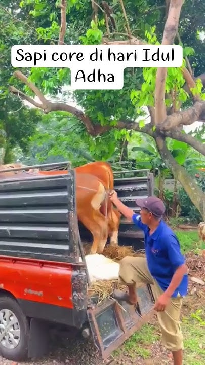 Sapi core saat hari raya idul Adha - YouTube