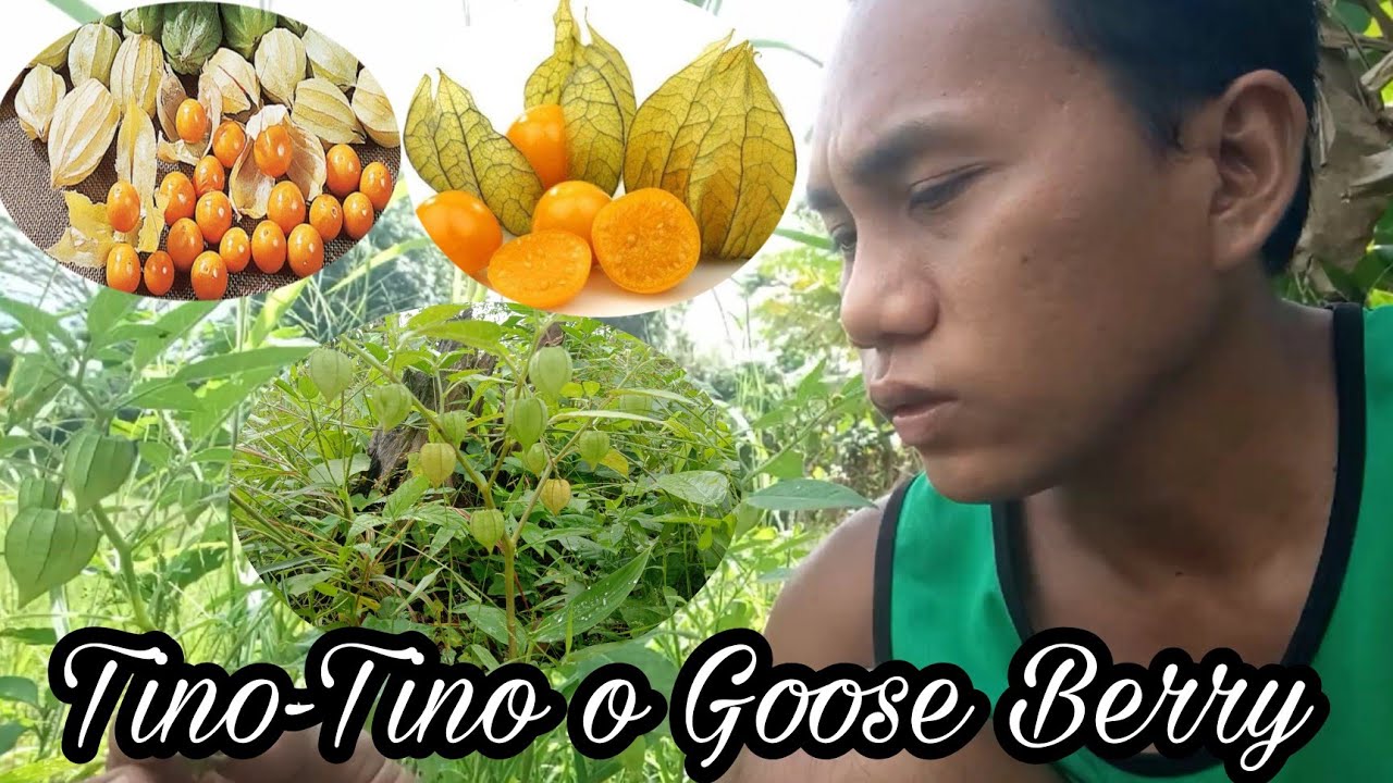 Wild Fruit Tino-Tino o Goose Berry Trending Fruit ngayon dahil maraming ...