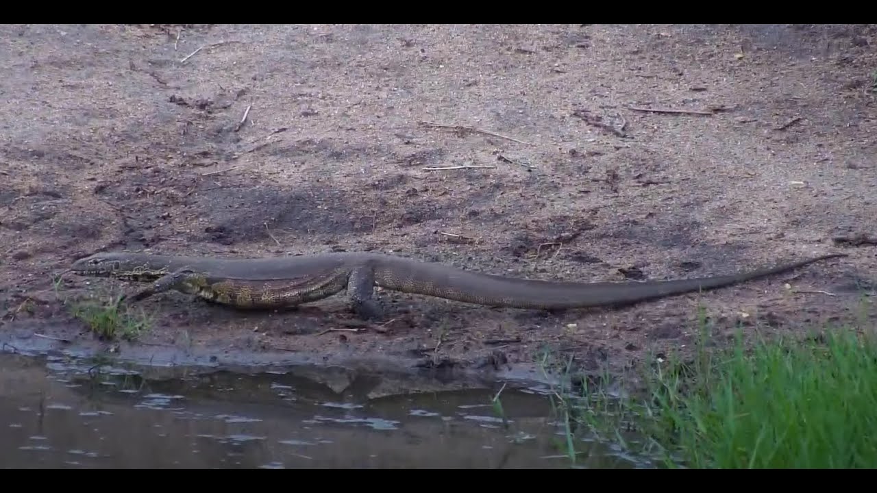 Nile monitor at Naledi Dam - africam - explore.org - YouTube