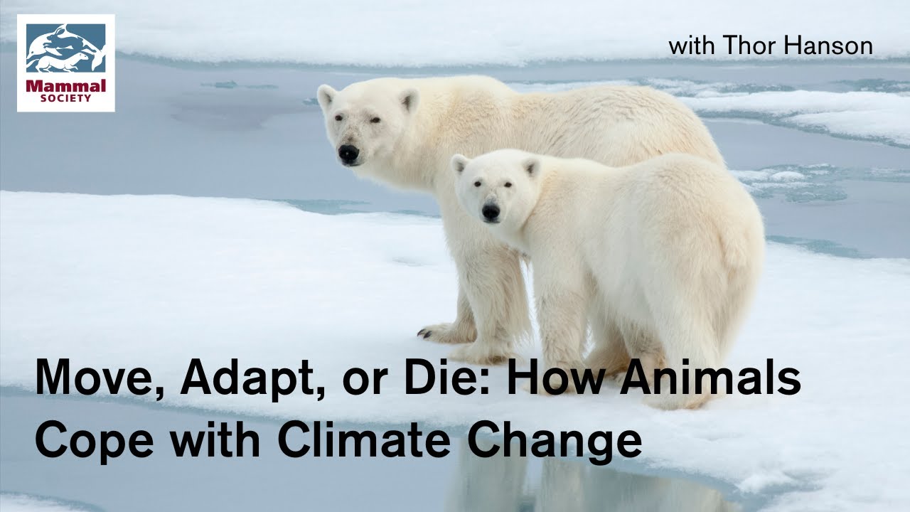 Move, Adapt, or Die: How Animals Cope with Climate Change - YouTube