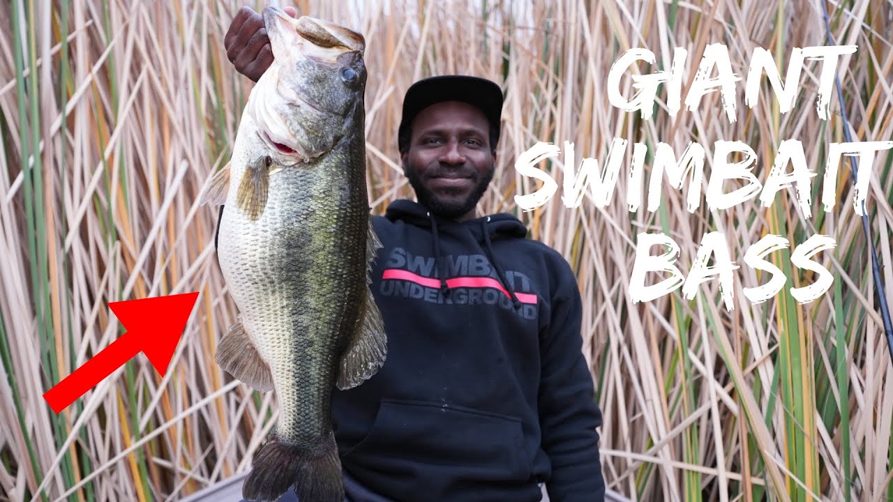 Catching A Giant Bass On A Big $110 Trout Swimbait! // Chasing The One ...